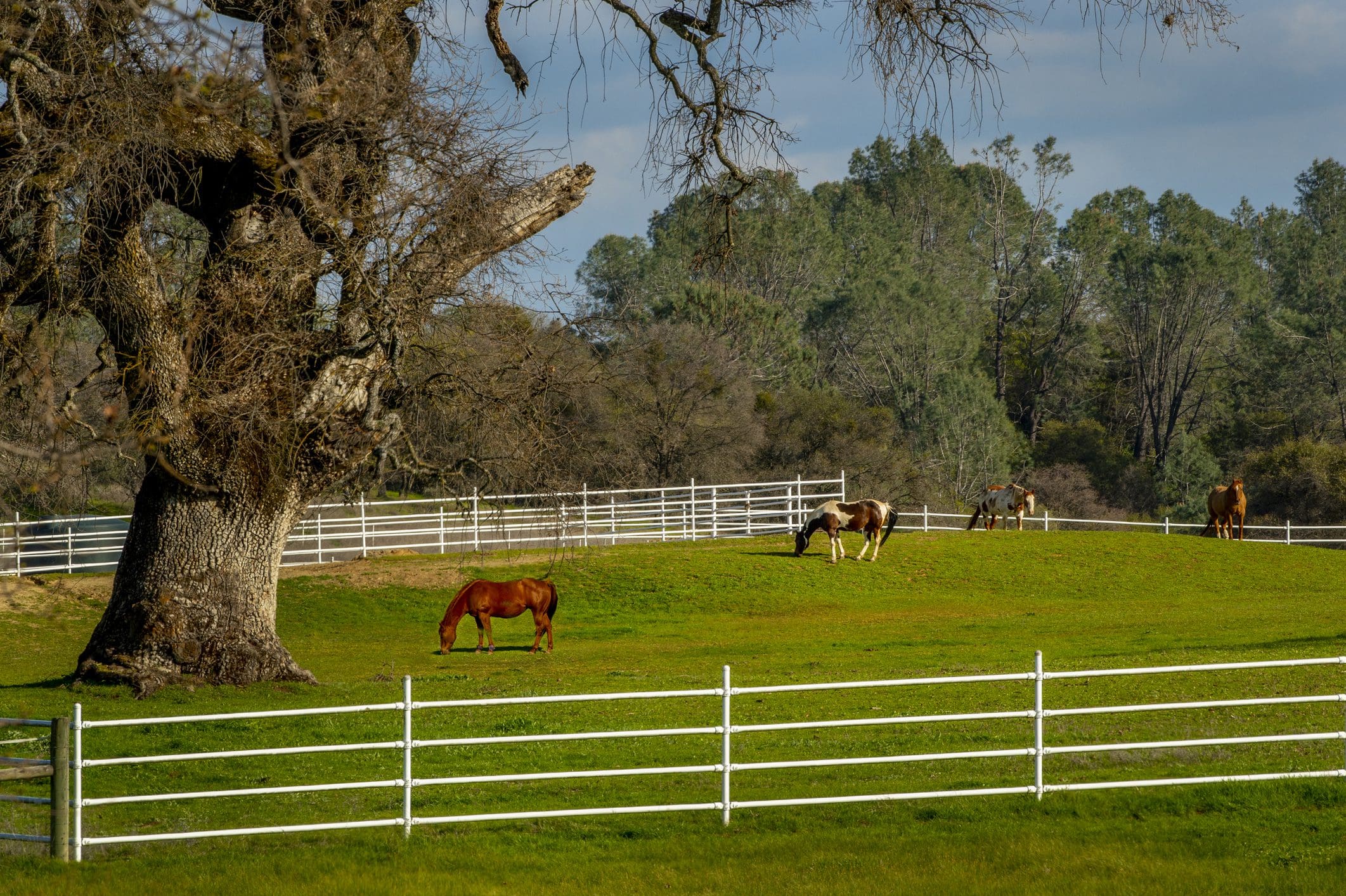 Pet Ranch Gallery | Gallery